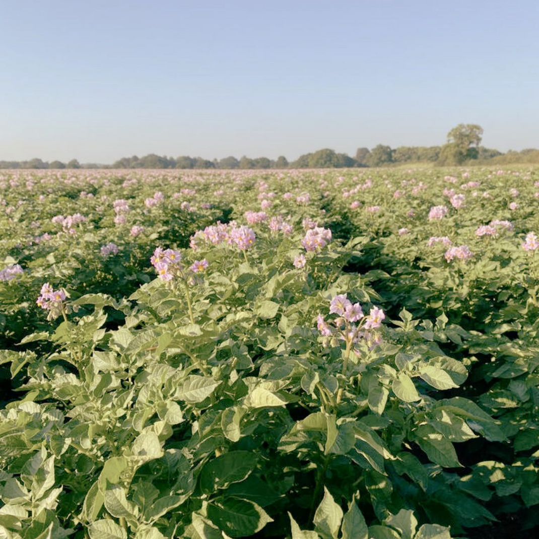 About us – Fairfields Farm